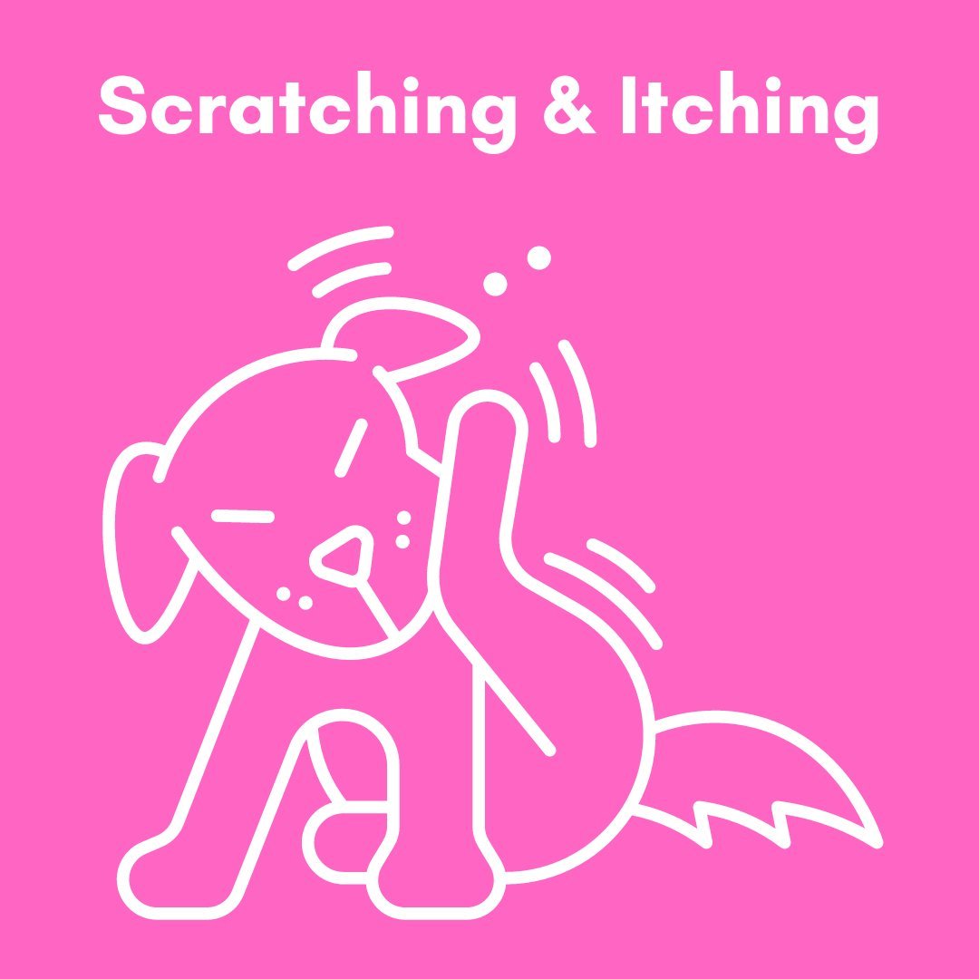 scratching-itching-817175.jpg?v=1745329490